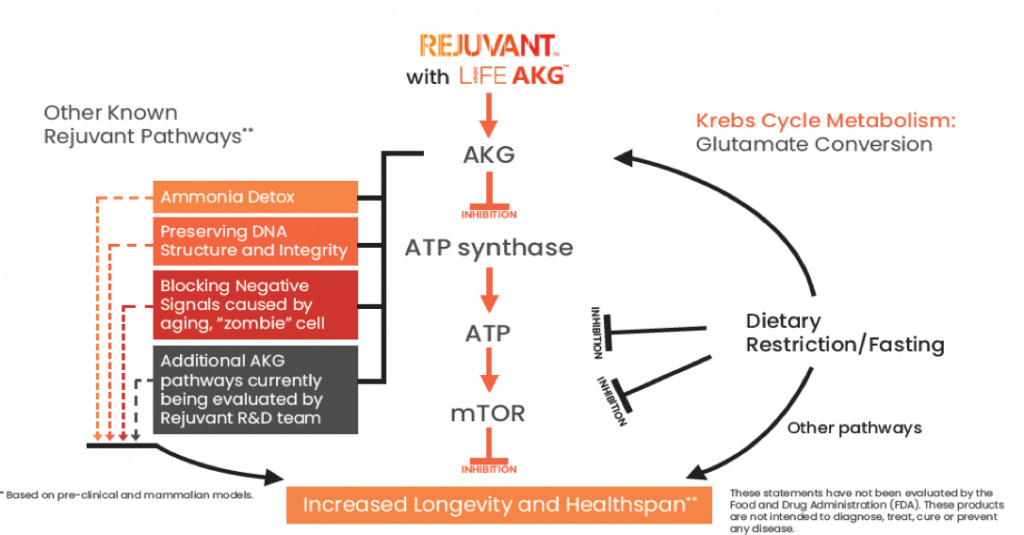 ATP and AKG: Energy For When You Need it The Most